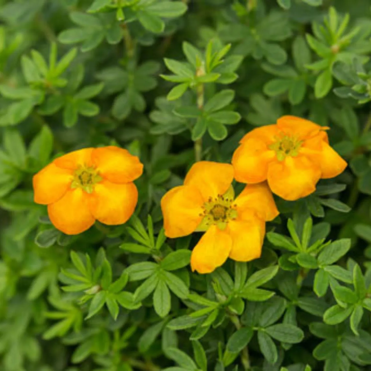Fingerstrauch – Potentilla 'Mandarin Tango' kaufen
