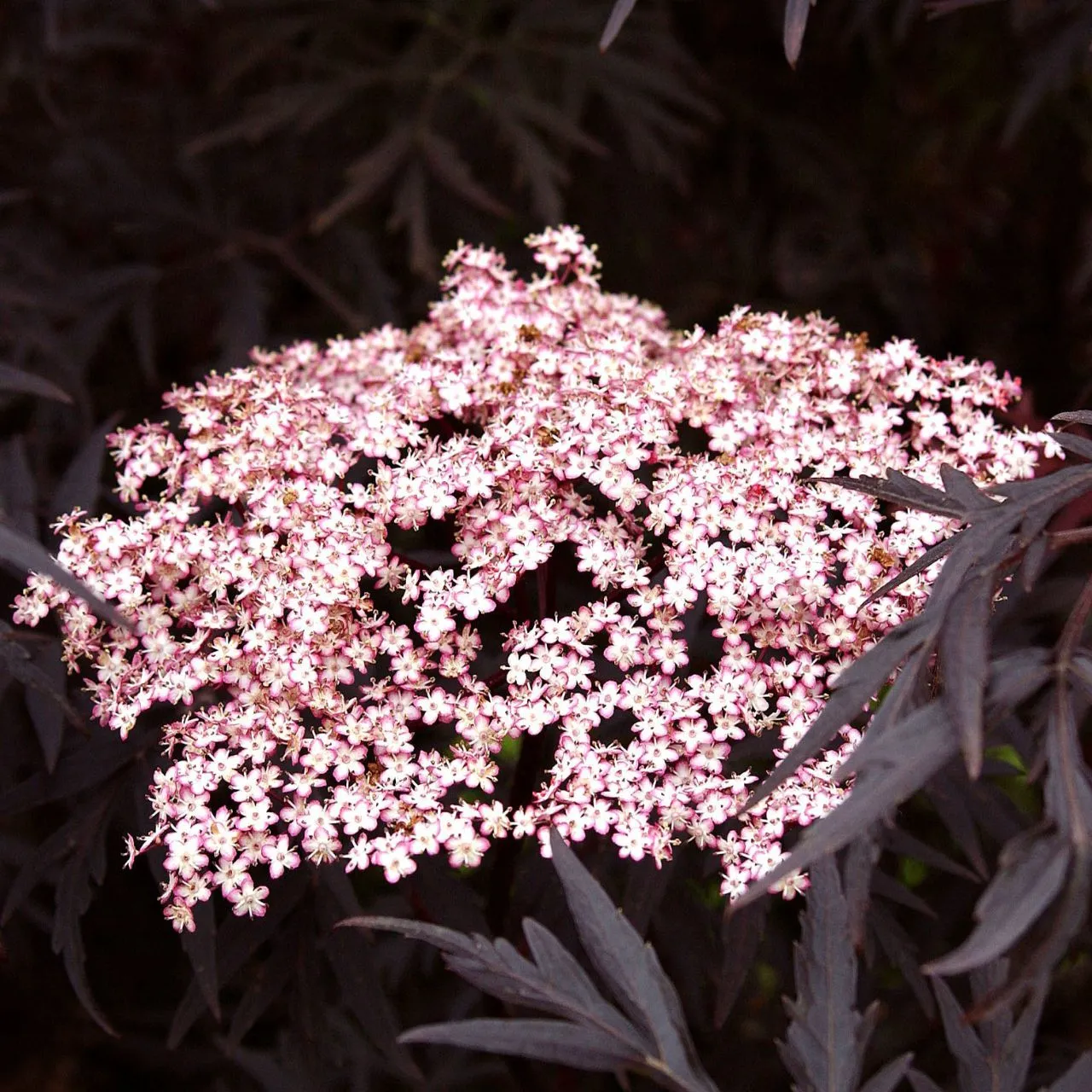 Schwarzer Holunder - Sambucus nigra 'Black Lace' ® kaufen